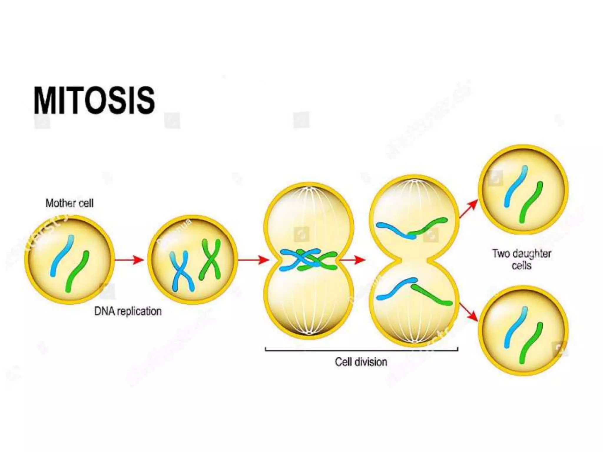 Cell And Cell Divisionpptx 9566