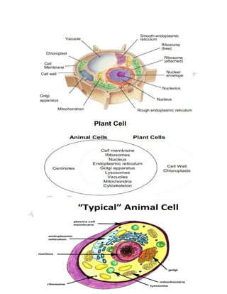 CELL AND CELL ORGANELLE | PDF