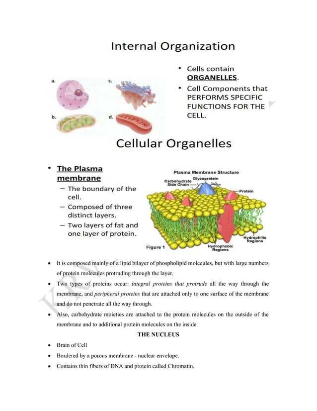 CELL AND CELL ORGANELLE | PDF