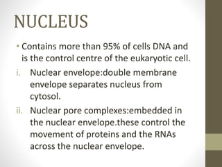 Cell and cell organelles | PPT