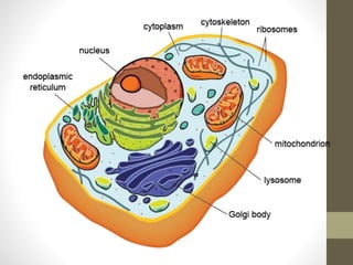 Cell and cell organelles | PPT