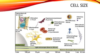Cell and cell organelles by Dr.Tehmas | PPTX
