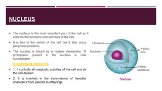 CELL AND CELL ORGANELLES | PPTX