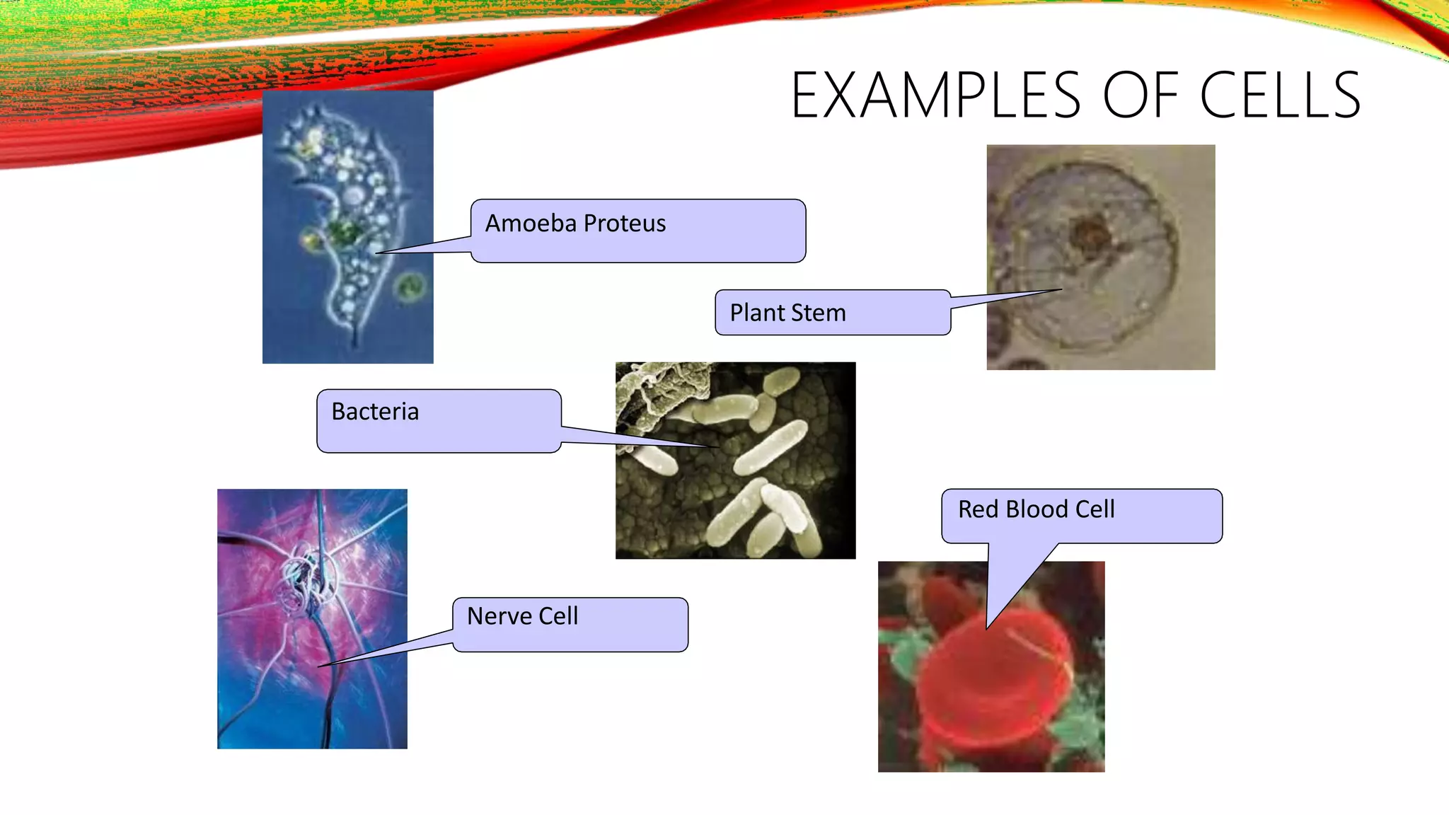 cell and cell organelles-Nursing. Day 2.pptx