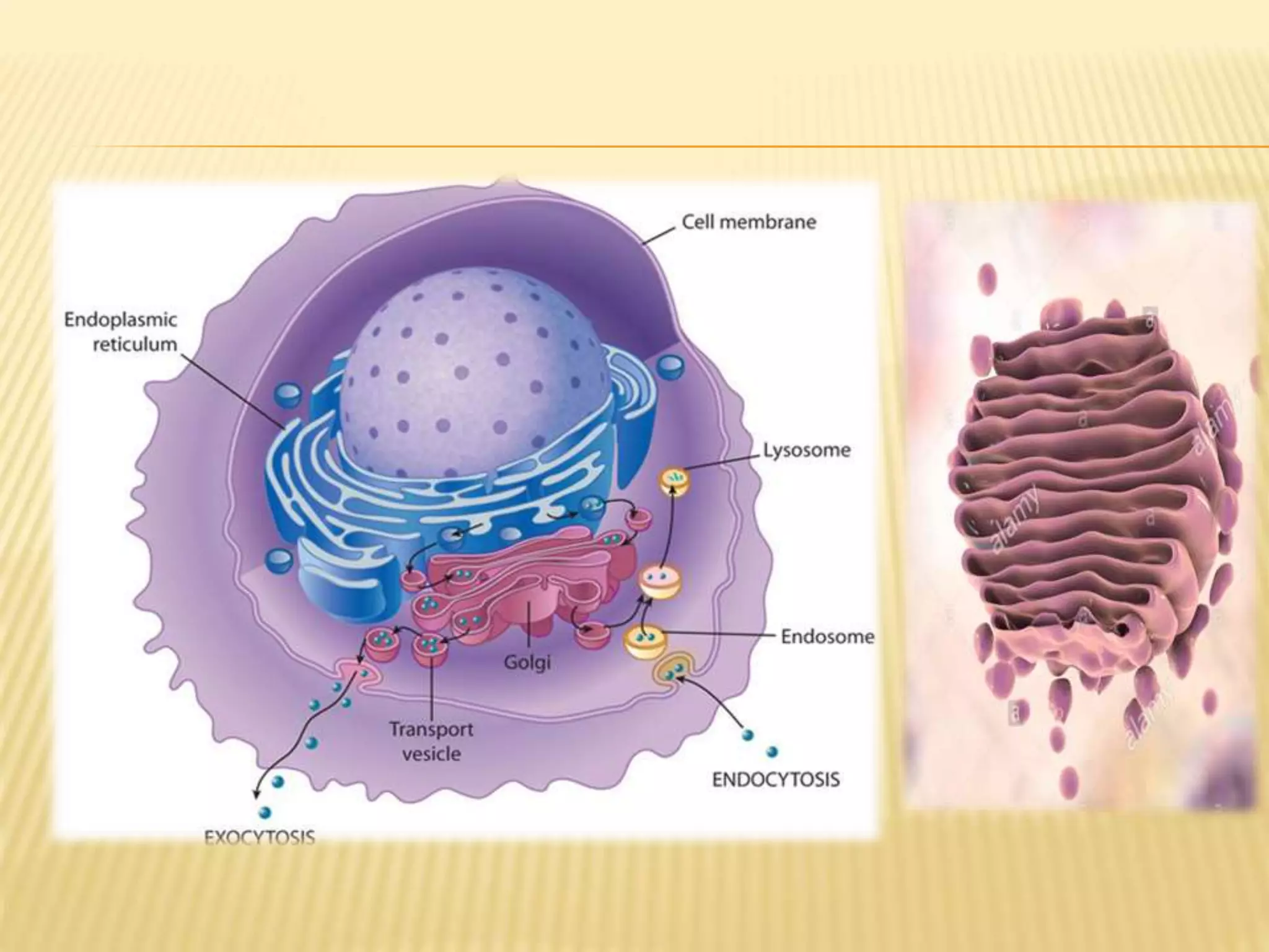 Cell and cell organlles | PPTX