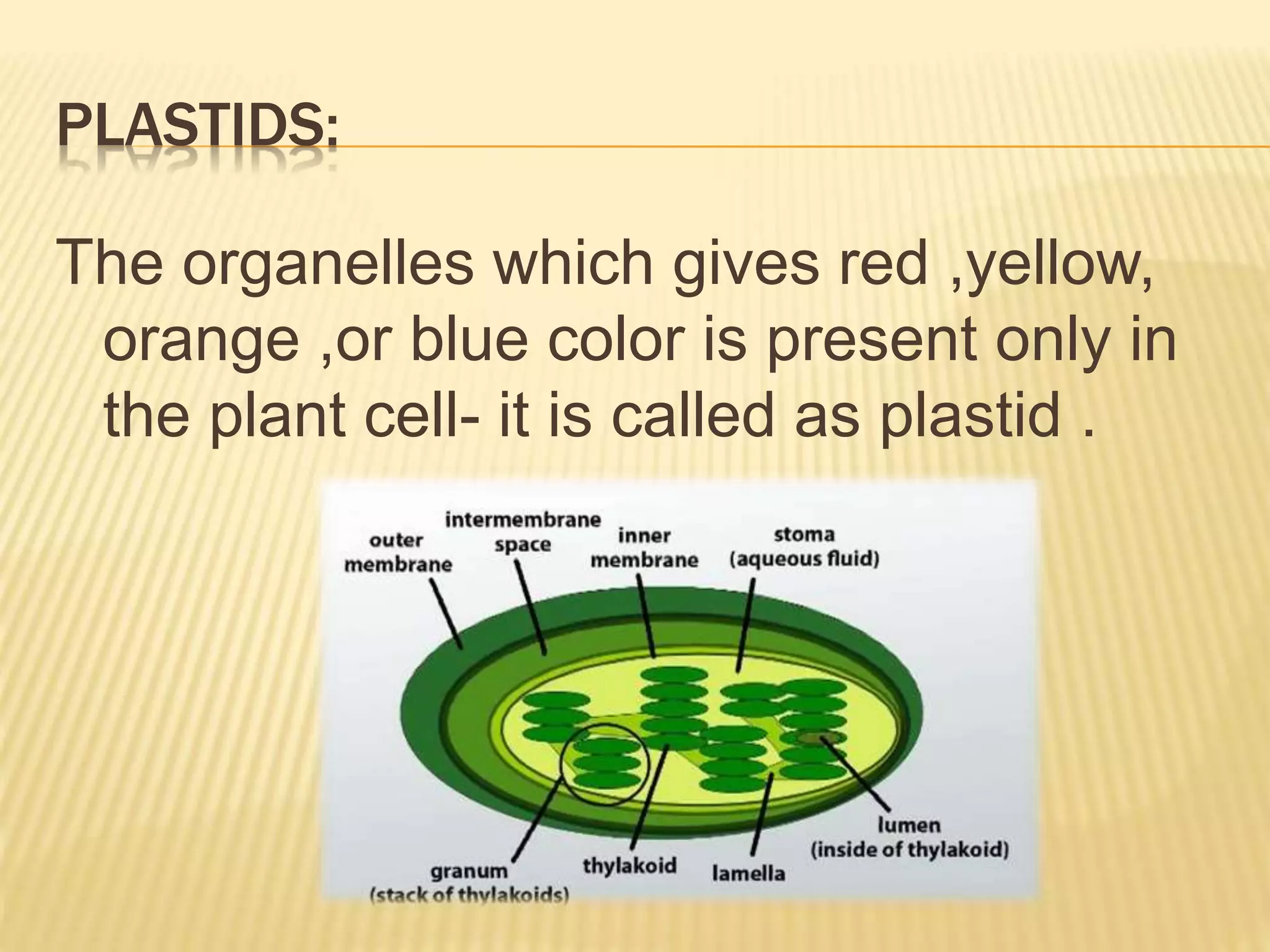 Cell and cell organlles | PPTX