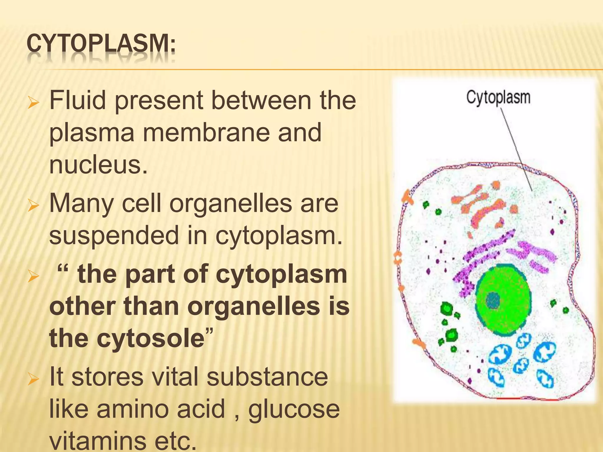 Cell and cell organlles | PPTX