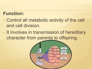 Cell and cell organlles | PPTX