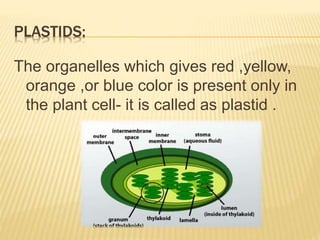 Cell and cell organlles | PPTX | Biological Sciences | Science