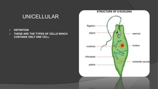 Cell and cell structure | PPT