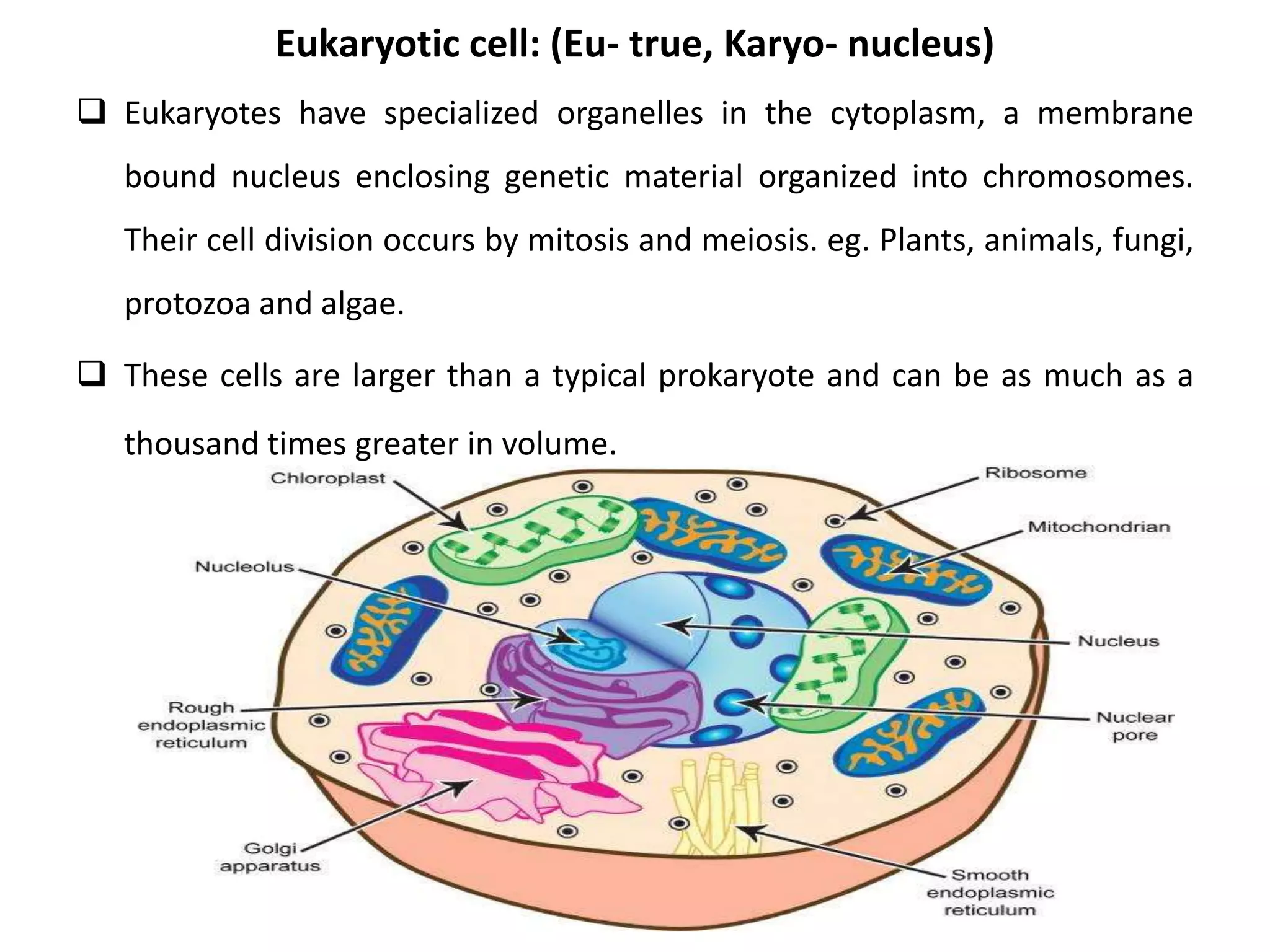 Cell and cell theory | PPTX