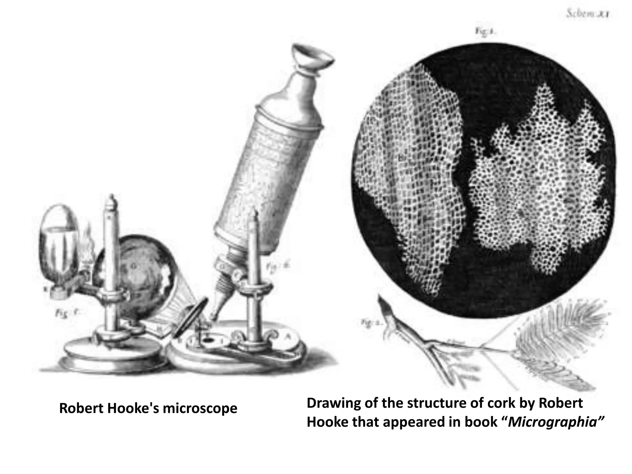 Cell and cell theory | PPTX