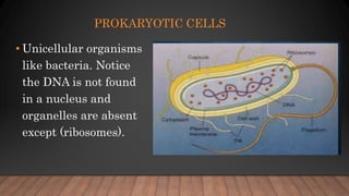 cell and Cell Theory importance ppt.pptx