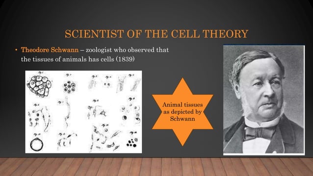 cell and Cell Theory importance ppt.pptx | Free Download