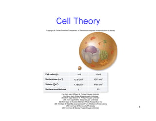 cell and cell theory ppt.pdf