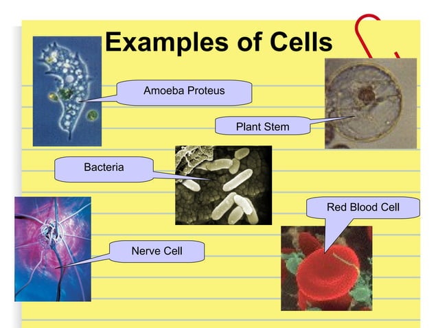 Cell and functions unit 1 mine | PPT