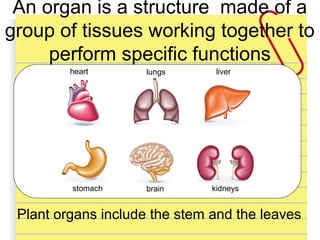 Cell and functions unit 1 mine | PPT