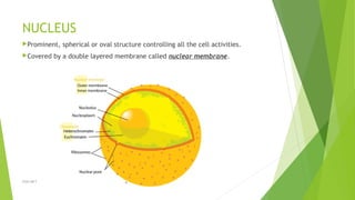 Cell and its components | PPT