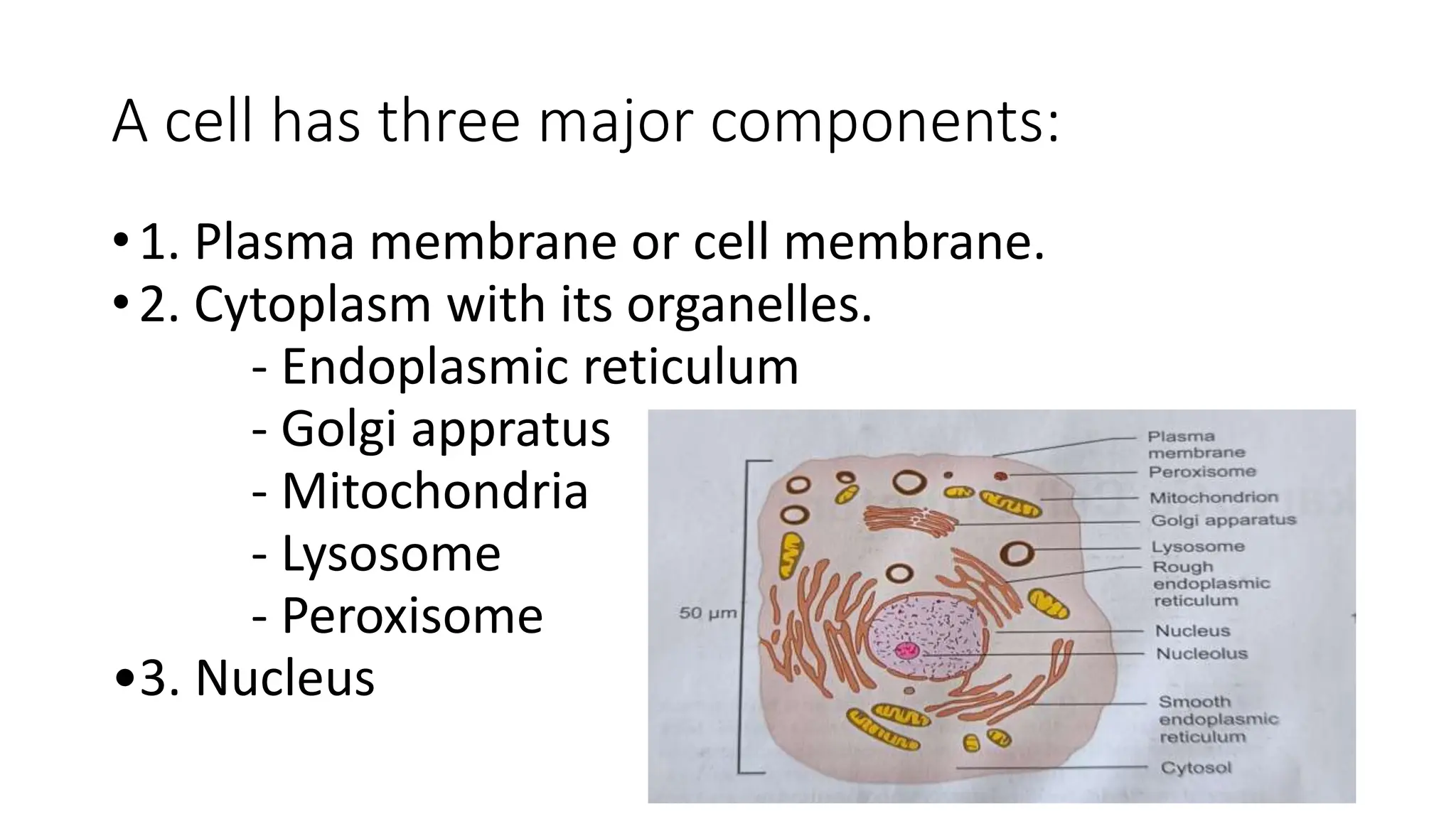 Cell and its function showing various organelles | PPTX
