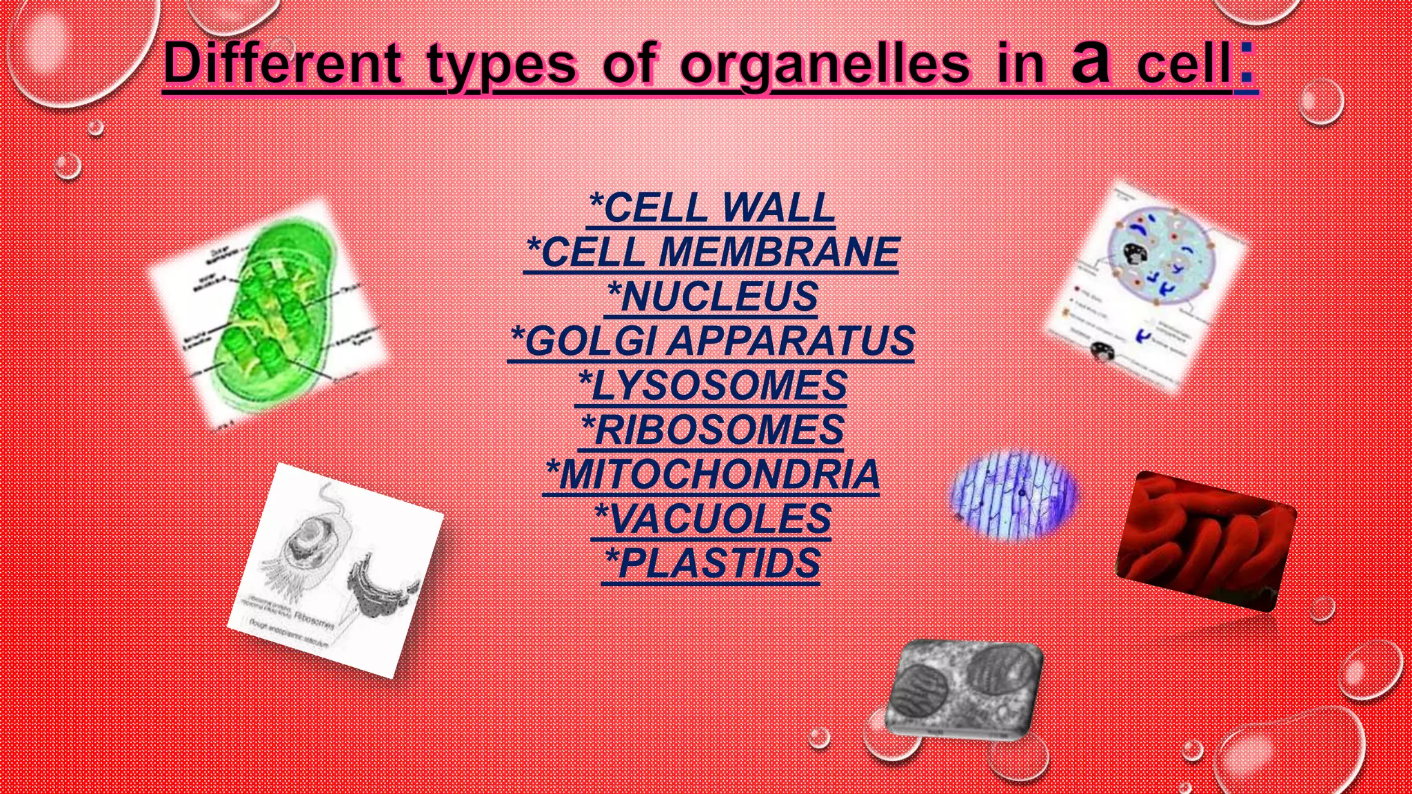 Cell and its organelles | PPT