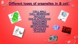 Cell and its organelles | PPT