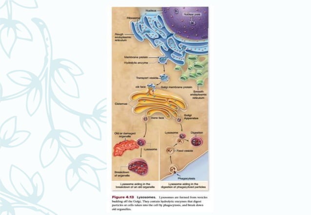 Cell and its organelles | PPT