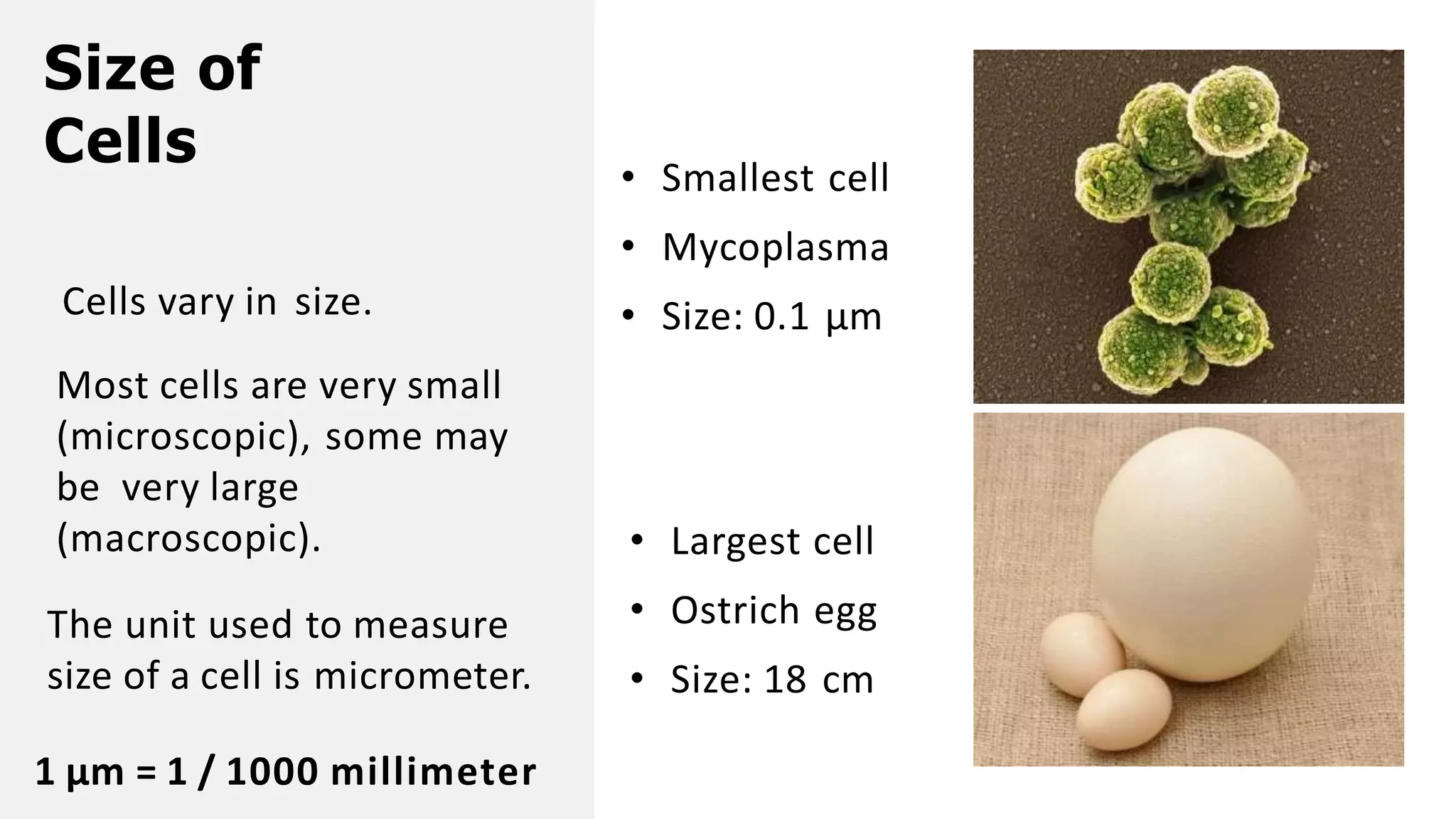 Cell and its organelles | PDF