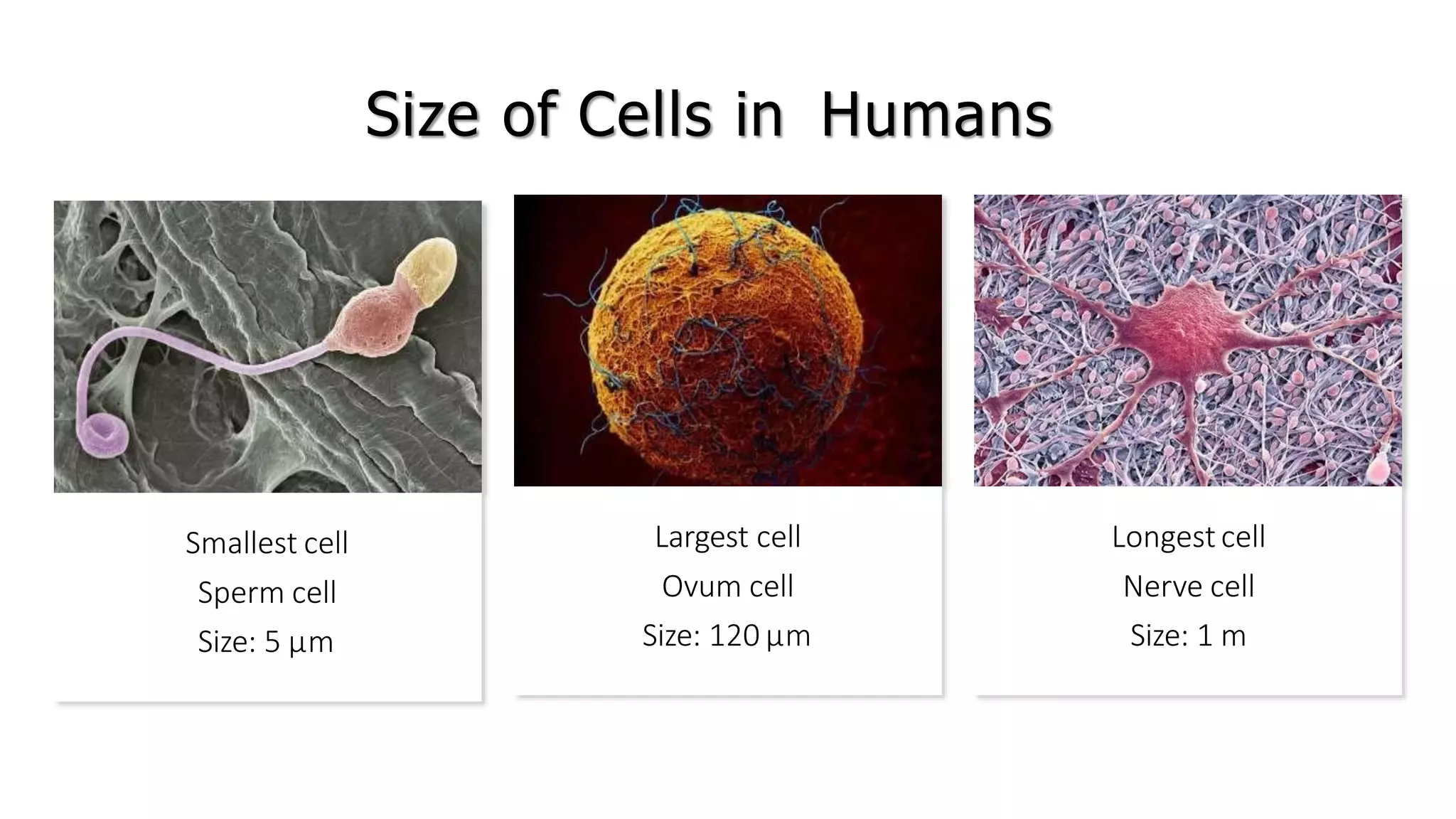 Cell and its organelles | PDF
