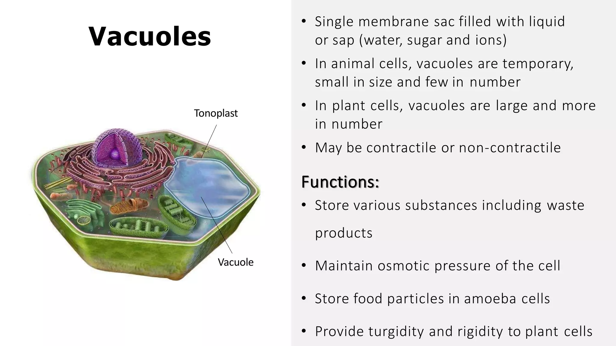 Cell and its organelles | PDF