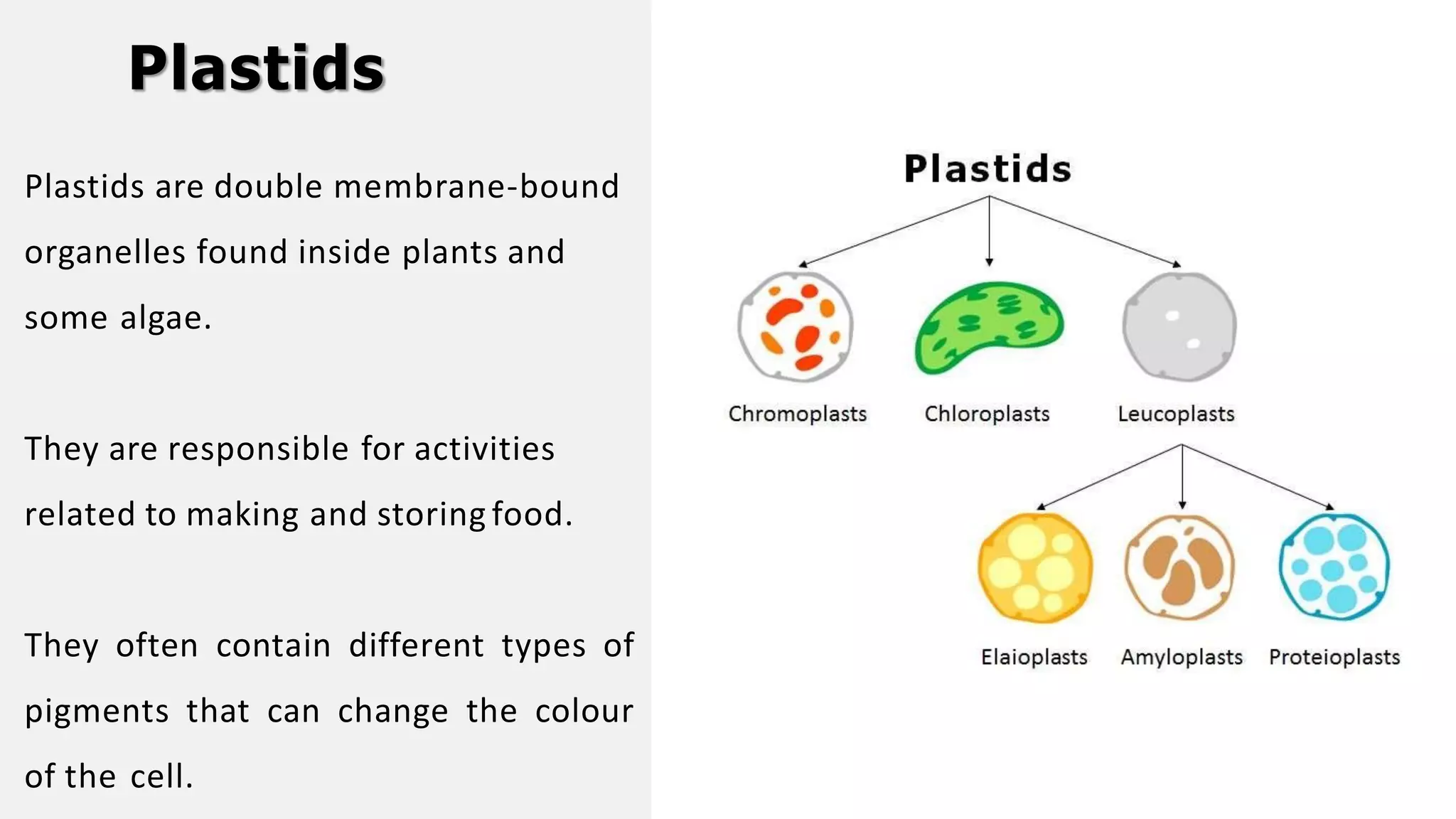 Cell and its organelles | PDF