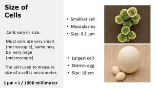 Cell and its organelles | PDF