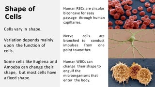 Cell and its organelles | PDF