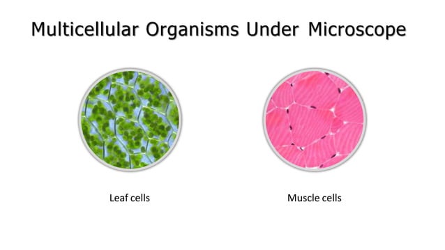Cell and its organelles | PPT