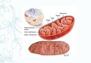 Cell and its organelles.pptx