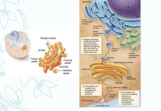 Cell and its organelles.pptx