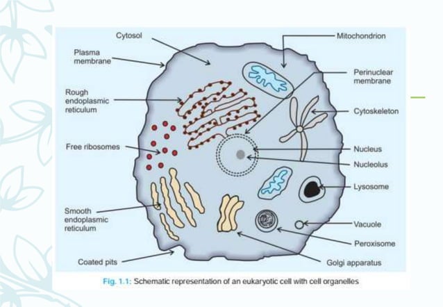Cell and its organelles.pptx | Biological Sciences | Science