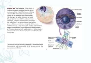 Cell and its organelles.pptx