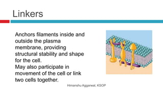 Cell and its organelles Unit 1.pptx