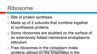 Cell and its organelles Unit 1.pptx