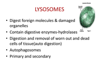 cell and its structure.pdf