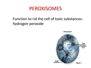 cell and its structure.pdf