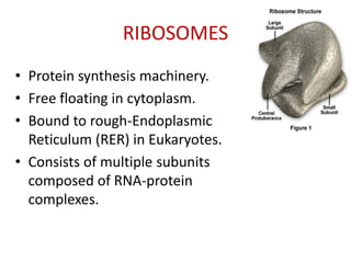 cell and its structure.pdf