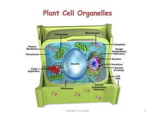 cell and its structure.pdf