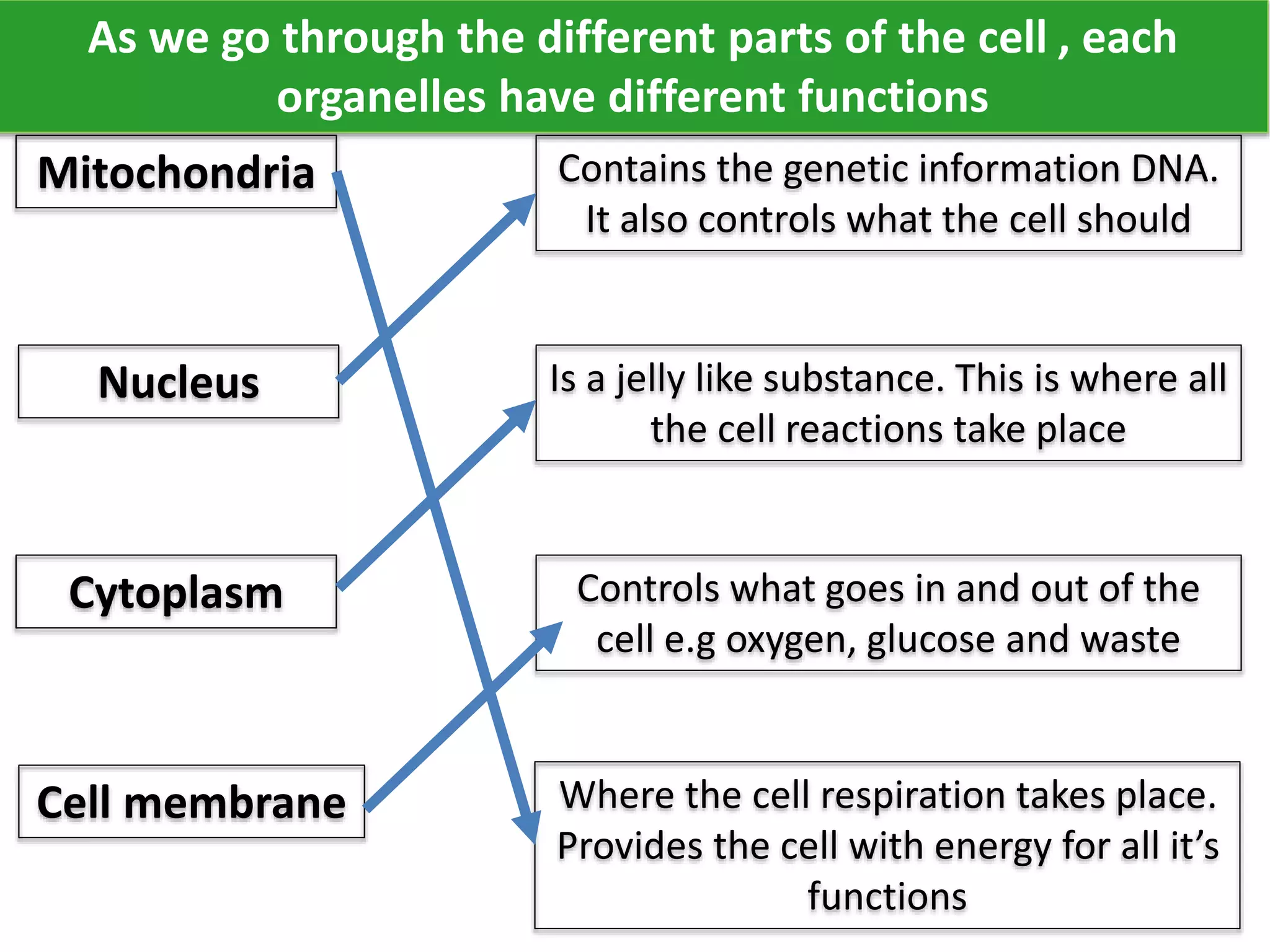 cell and its structure.pptx