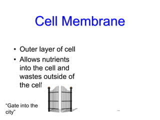cell and its structure.pptx
