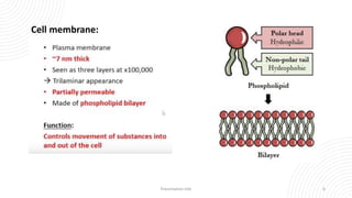 CELL AND ITS STRUCTURE for high school.pptx