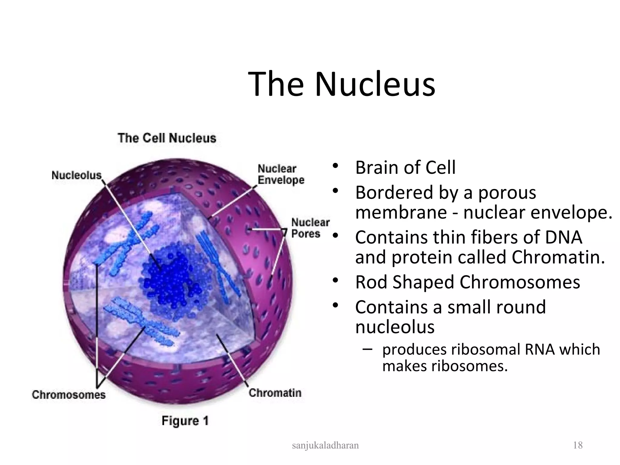 Cell and macromolecules | PPT