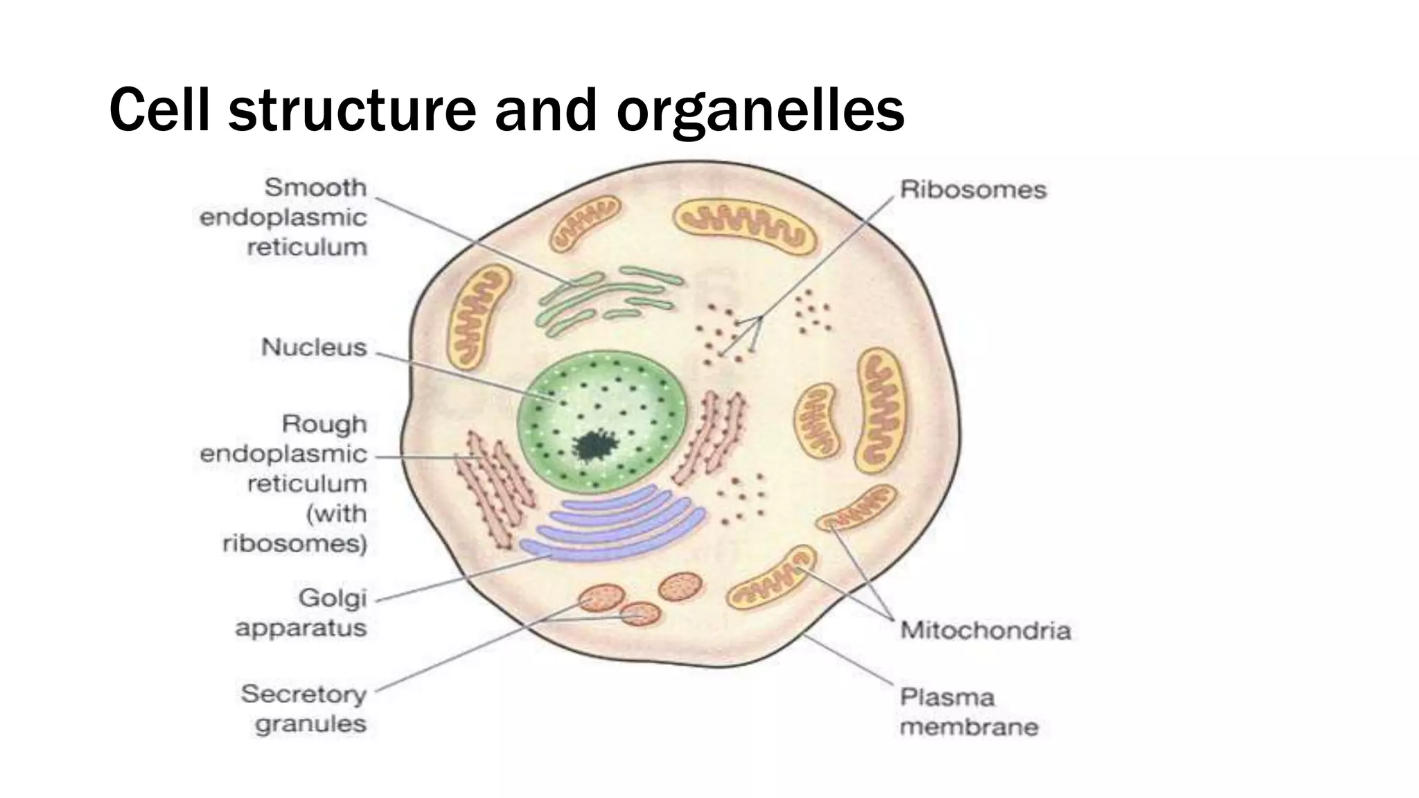 Cell and macromolecules | PPTX