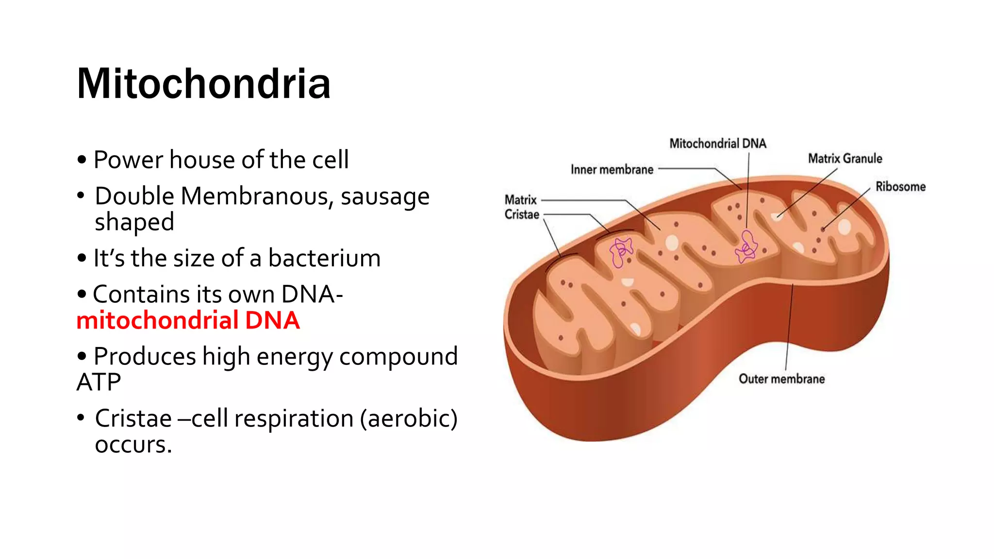 Cell and macromolecules | PPTX