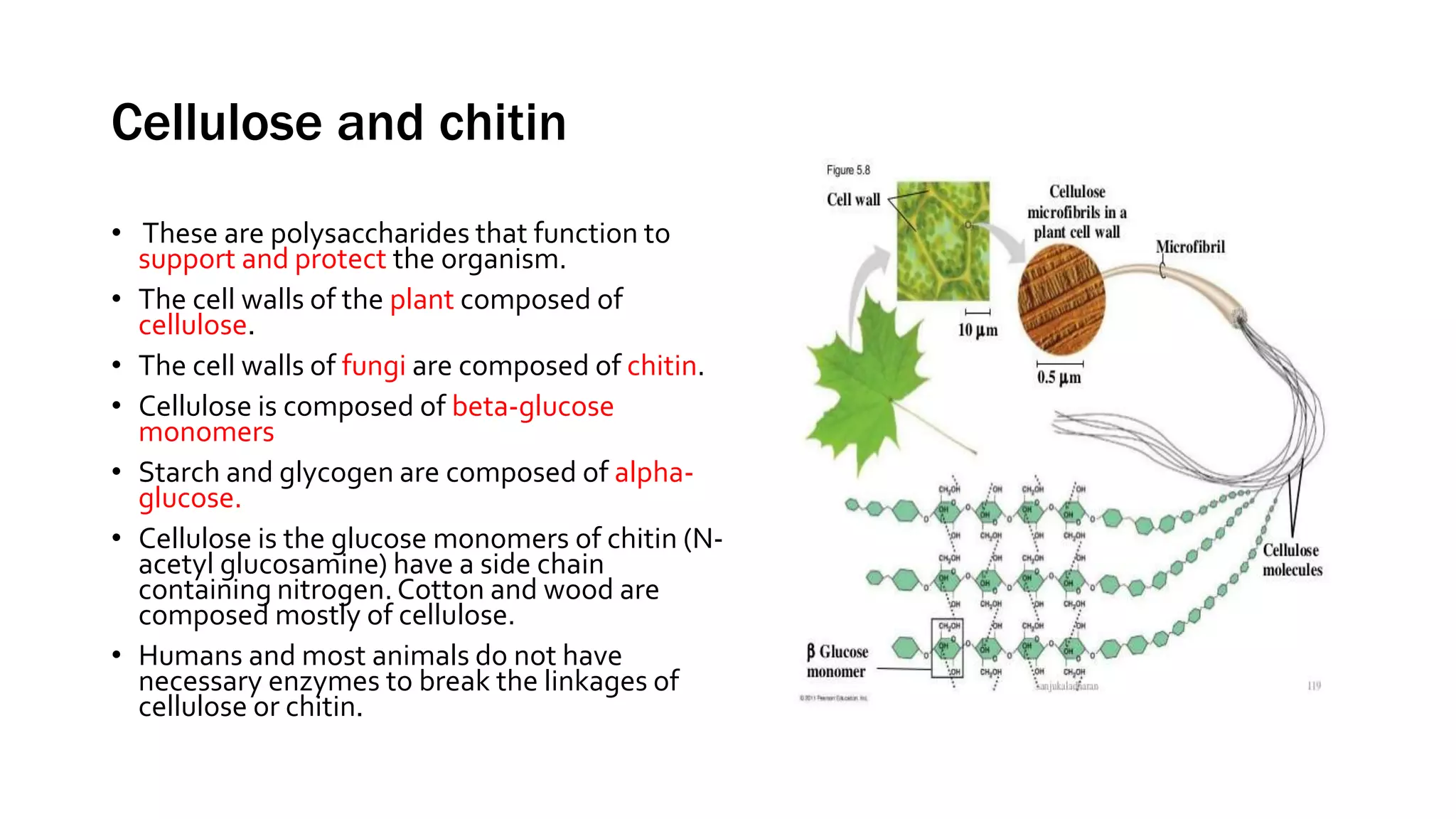 Cell and macromolecules | PPTX